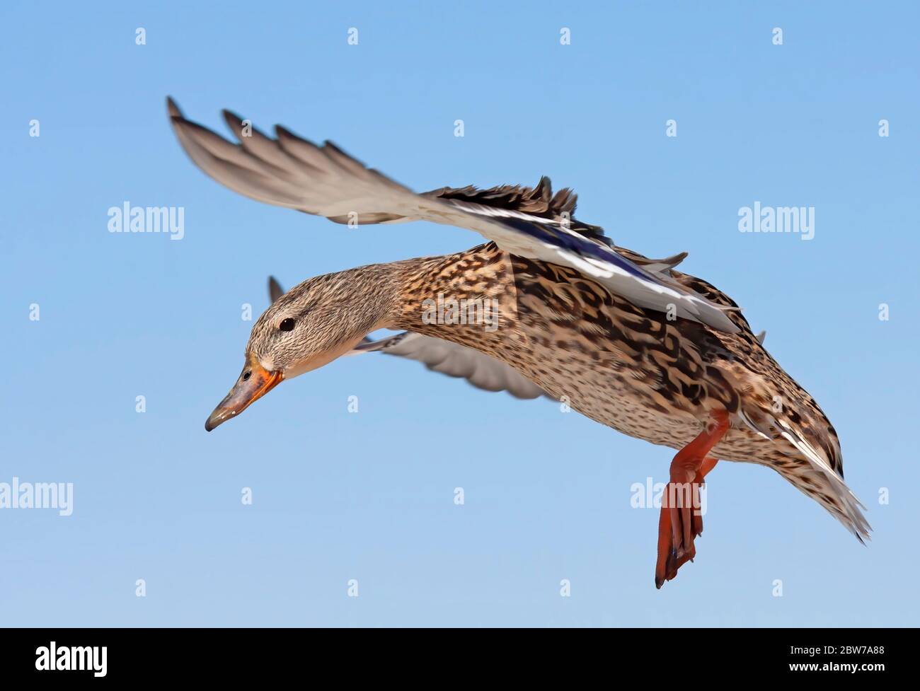 Canard colvert en vol Banque de photographies et d’images à haute ...
