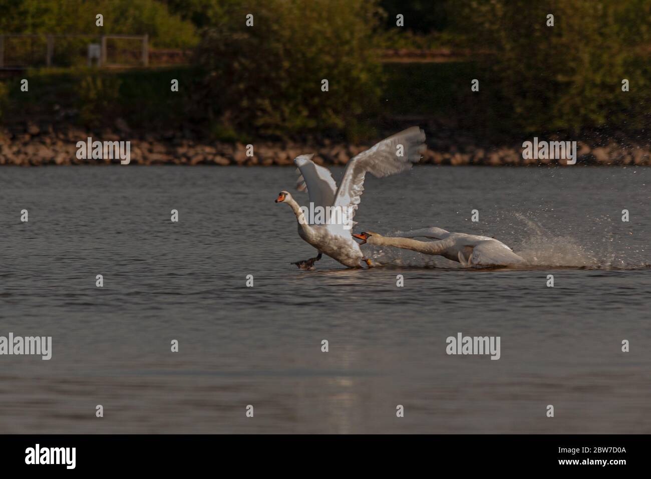 Mâle cygne muet en colère Banque de photographies et d’images à haute résolution - Alamy