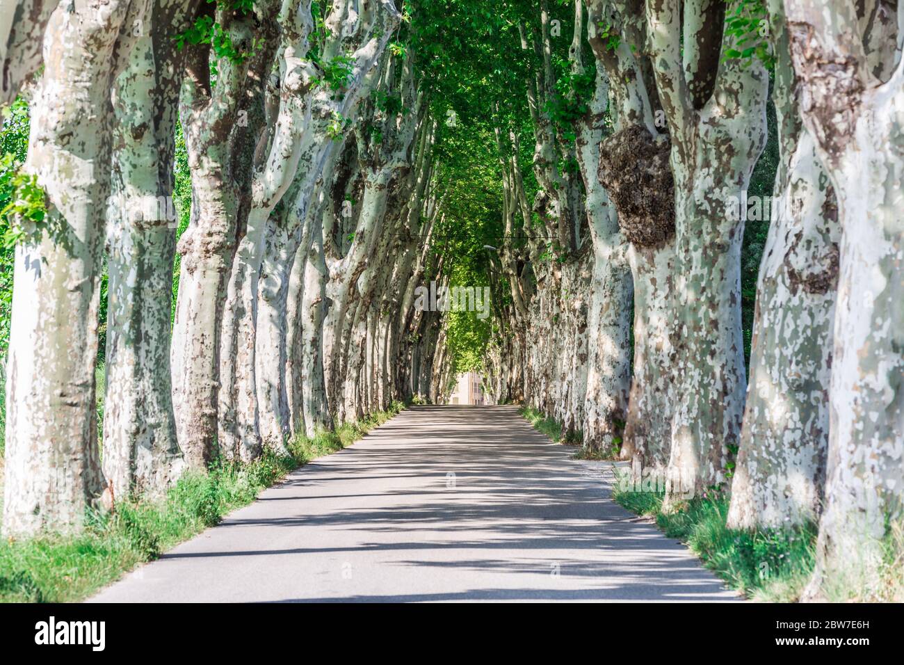 Tree allee Banque de photographies et d’images à haute résolution - Alamy