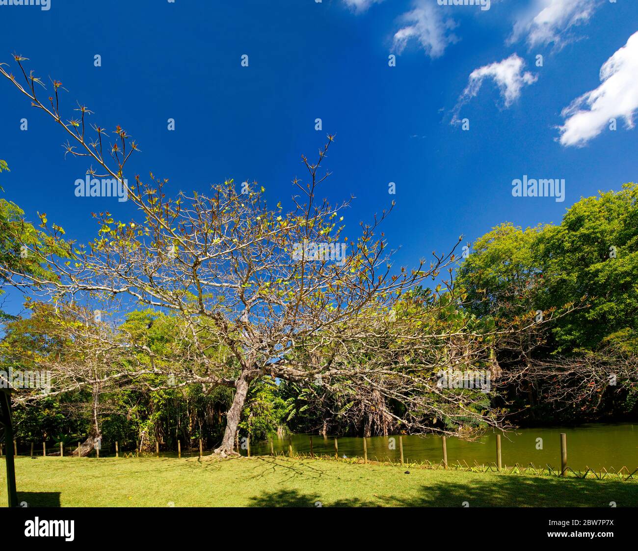 Banyan tree mauritius Banque de photographies et d’images à haute ...