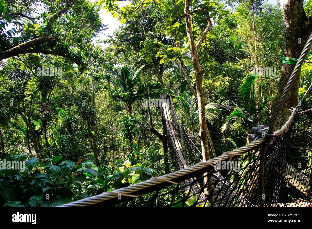 Guadeloupe rainforest Banque de photographies et d’images à haute ...