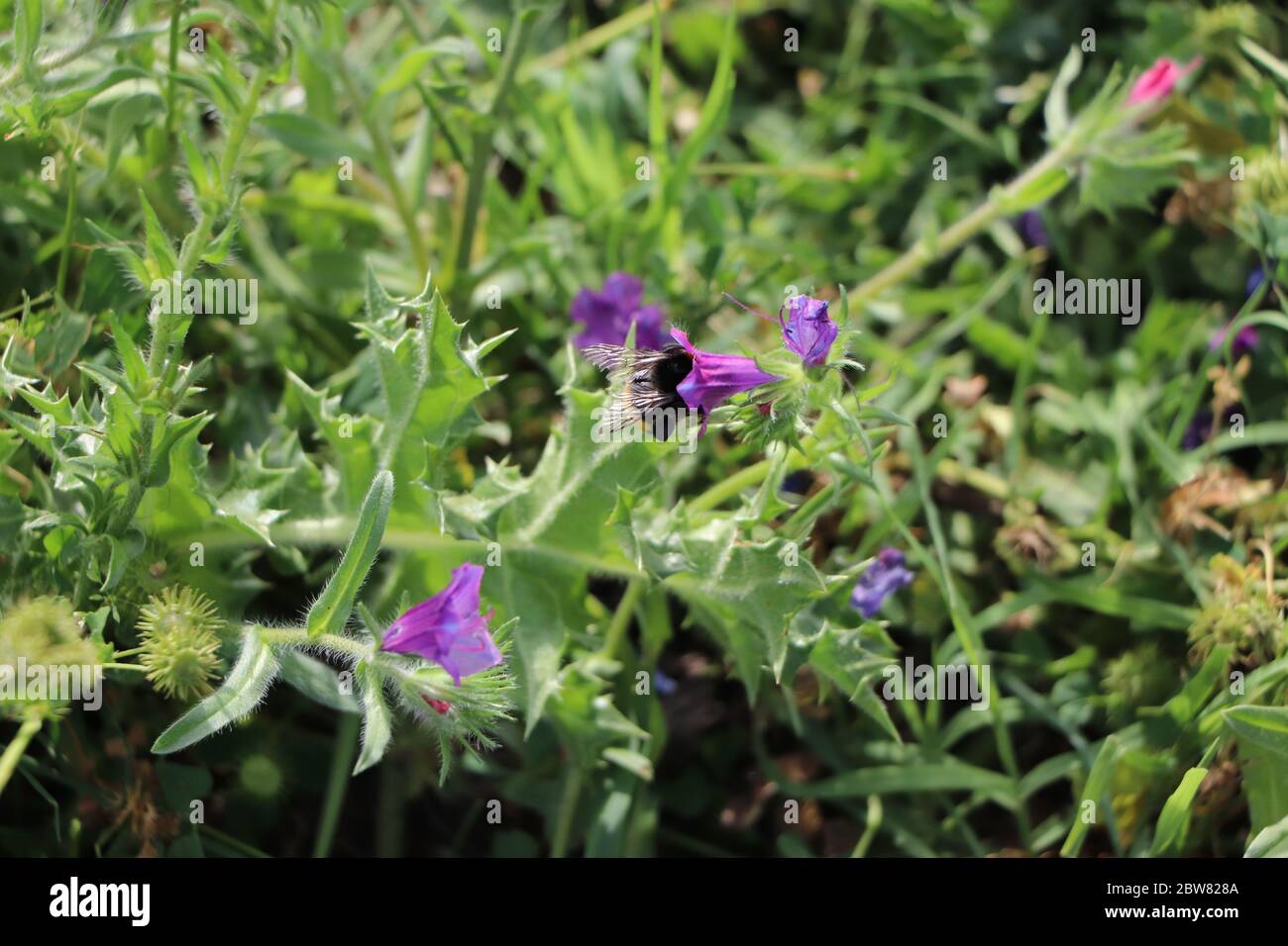 Purple bugloss Banque de photographies et d’images à haute résolution ...