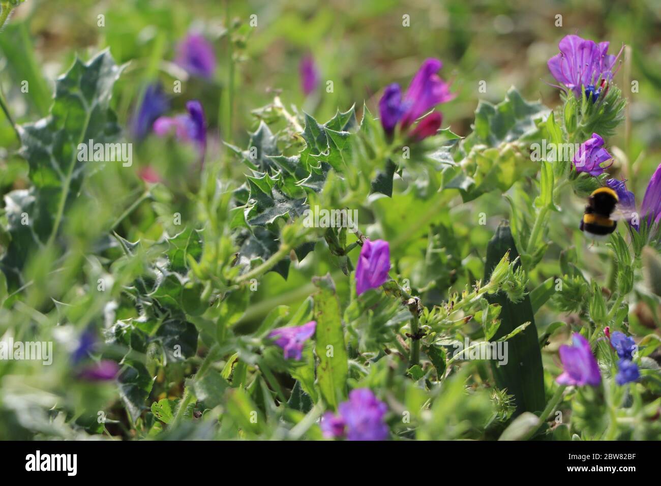 Purple bugloss Banque de photographies et d’images à haute résolution ...