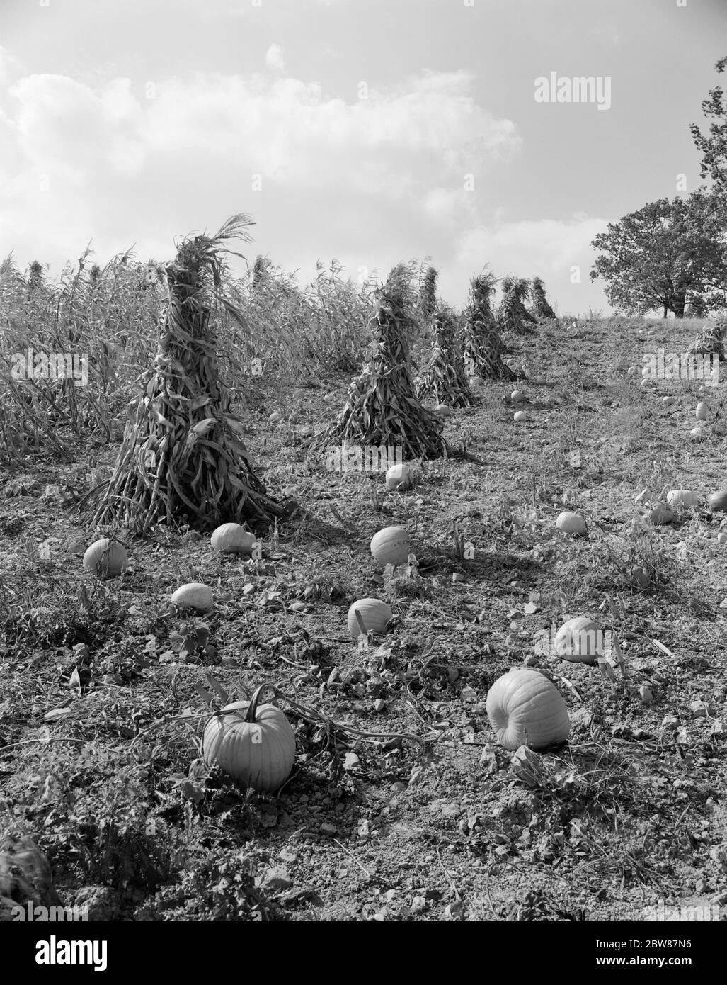 Les cosses Banque d'images noir et blanc - Alamy