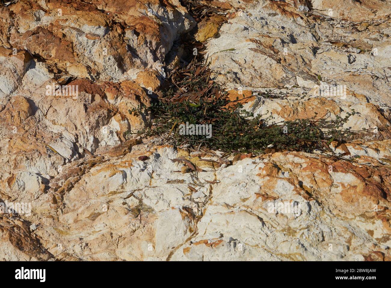 Détails d'un paysage de roche rouge de mine avec une plante Photo Stock ...