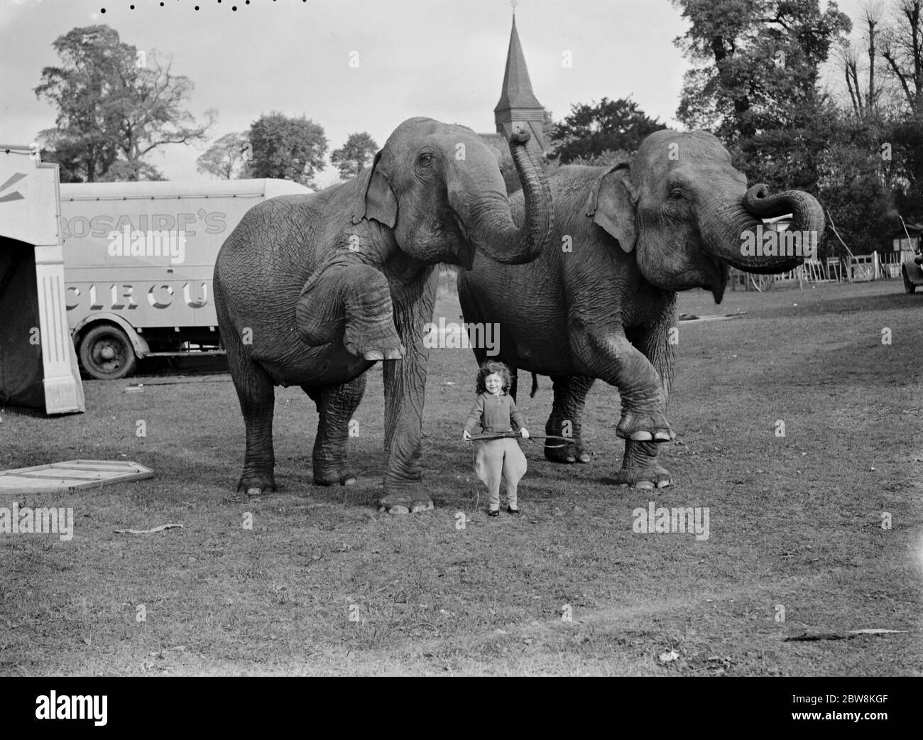 Elephants performing in circus Banque d'images noir et blanc - Alamy