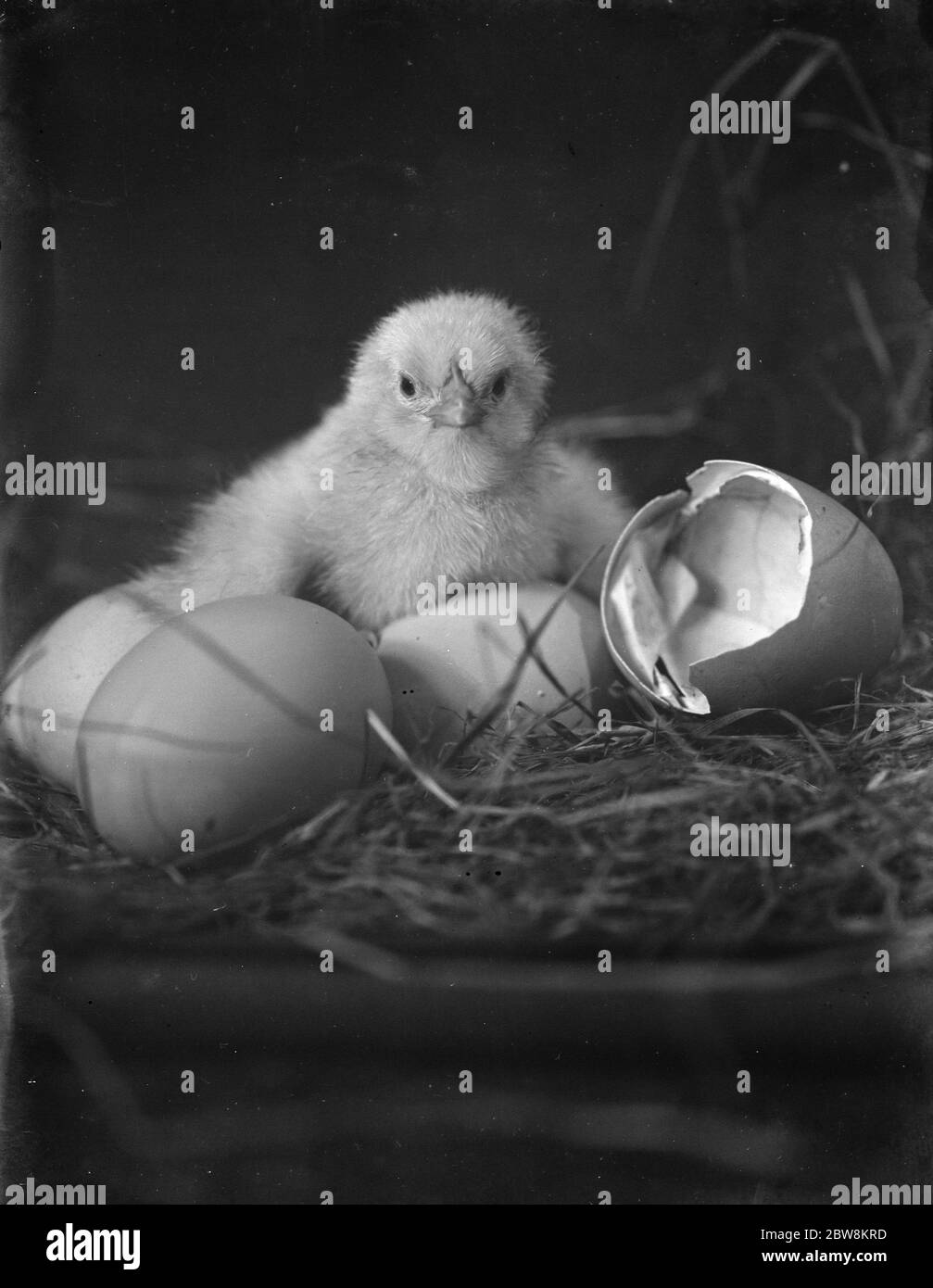 Poussin éclosion d'oeuf Banque de photographies et d’images à haute ...