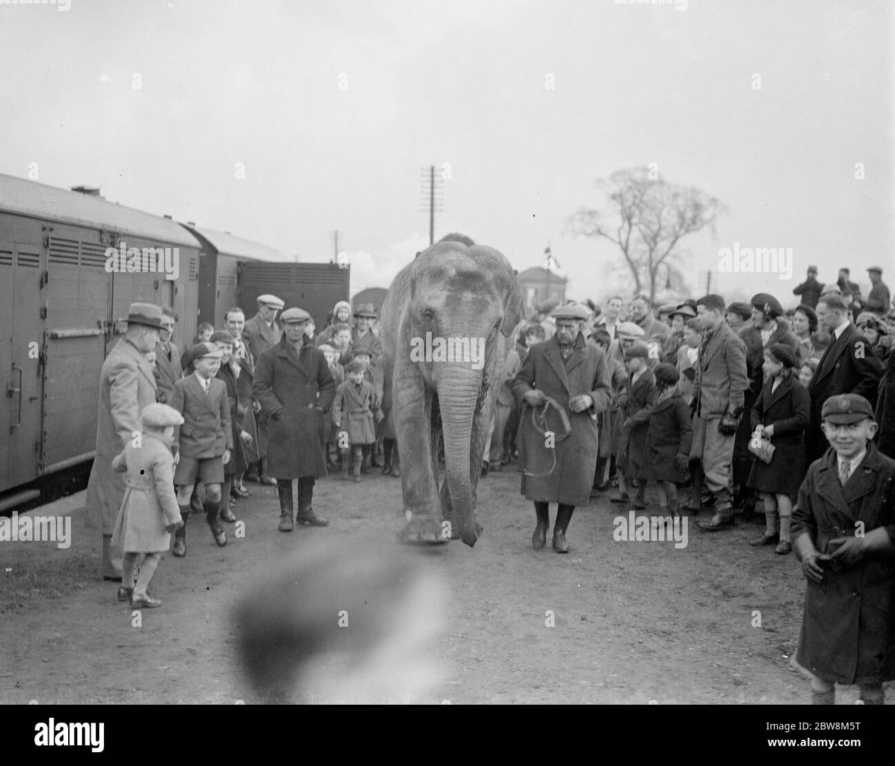 Circus elephants Banque de photographies et d’images à haute résolution ...