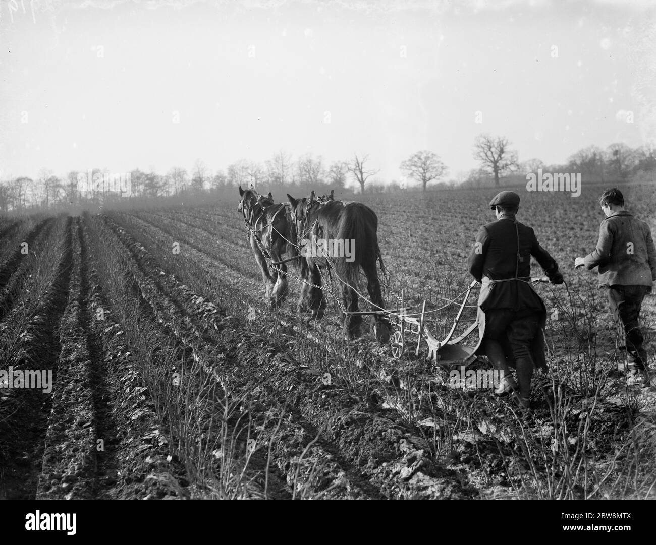 équipe de chevaux Banque de photographies et d’images à haute ...
