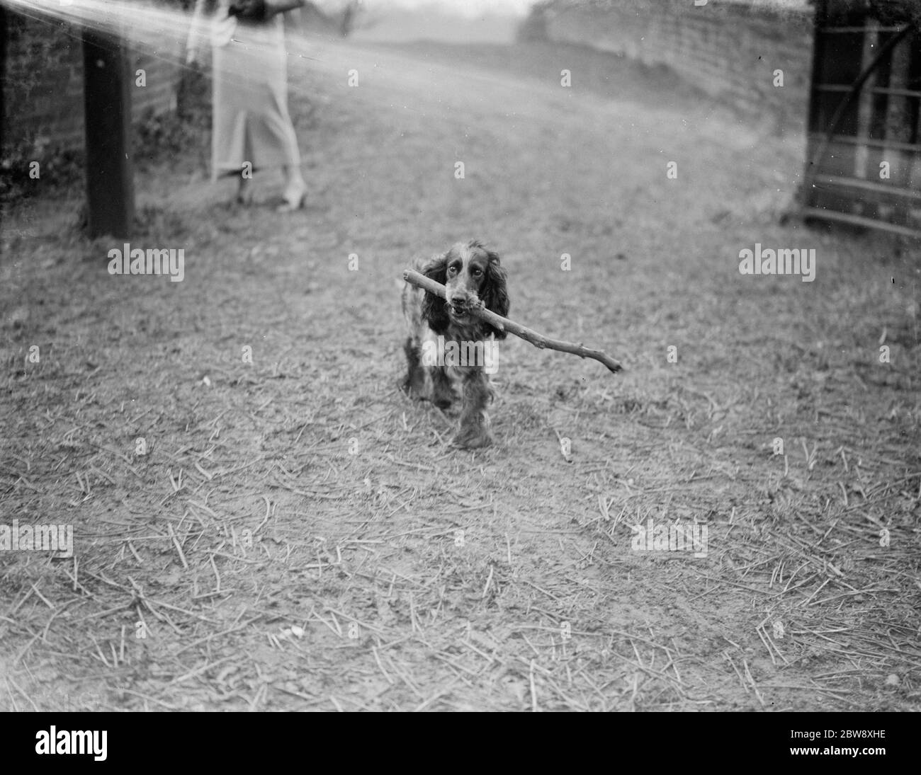 Epagneul breton ou bretagne Banque d'images noir et blanc - Alamy