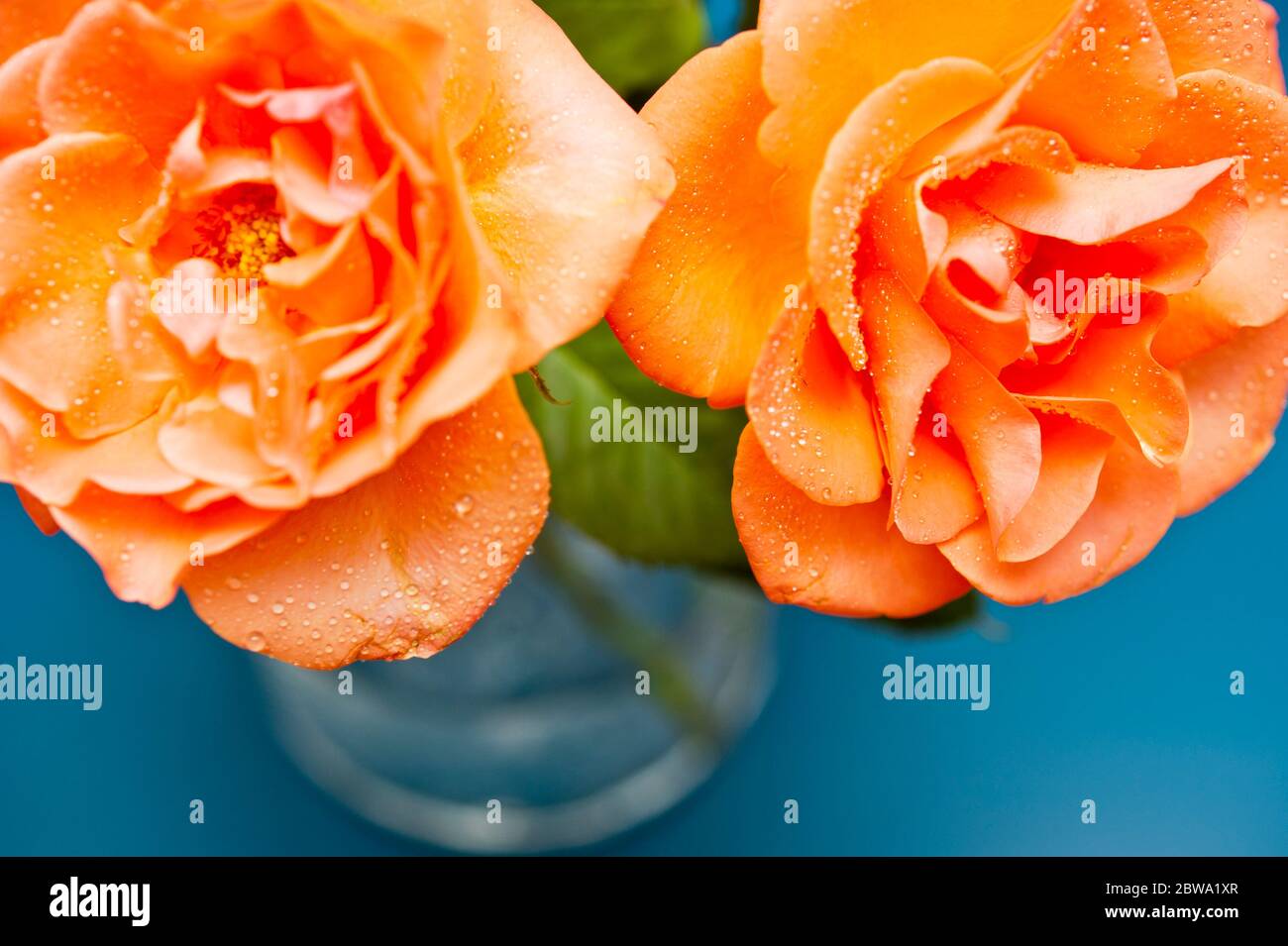 Coral roses Banque de photographies et d’images à haute résolution - Alamy