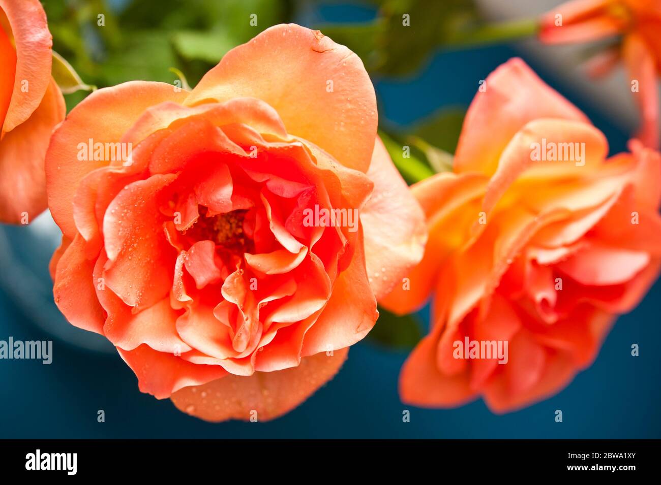 Coral roses Banque de photographies et d’images à haute résolution - Alamy