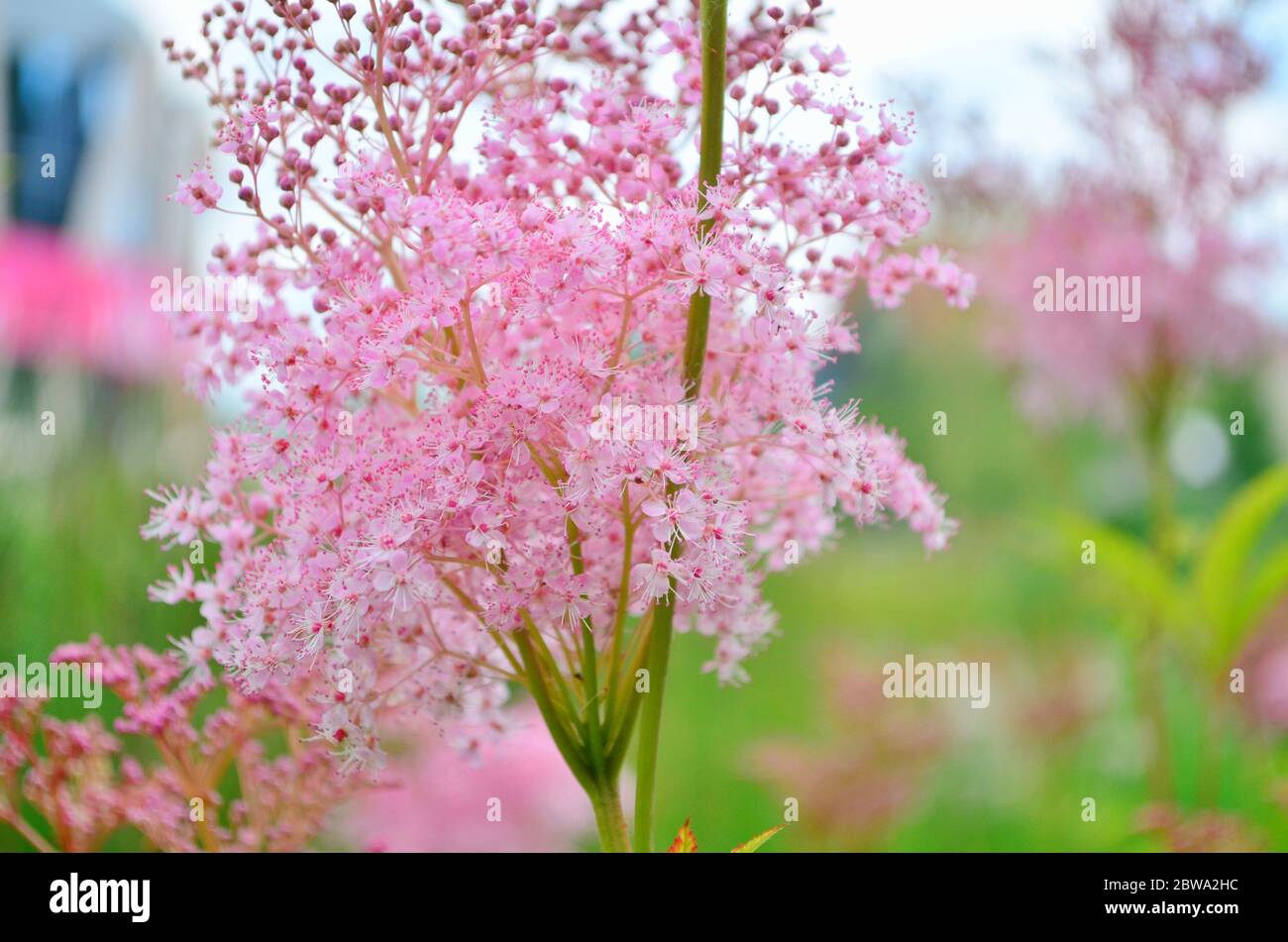 Rose clair Banque de photographies et d’images à haute résolution - Alamy