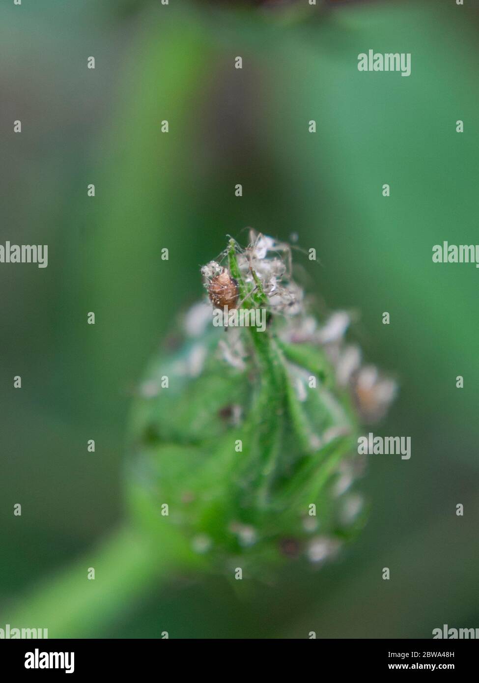 Gros plan de pucerons Banque de photographies et d’images à haute ...