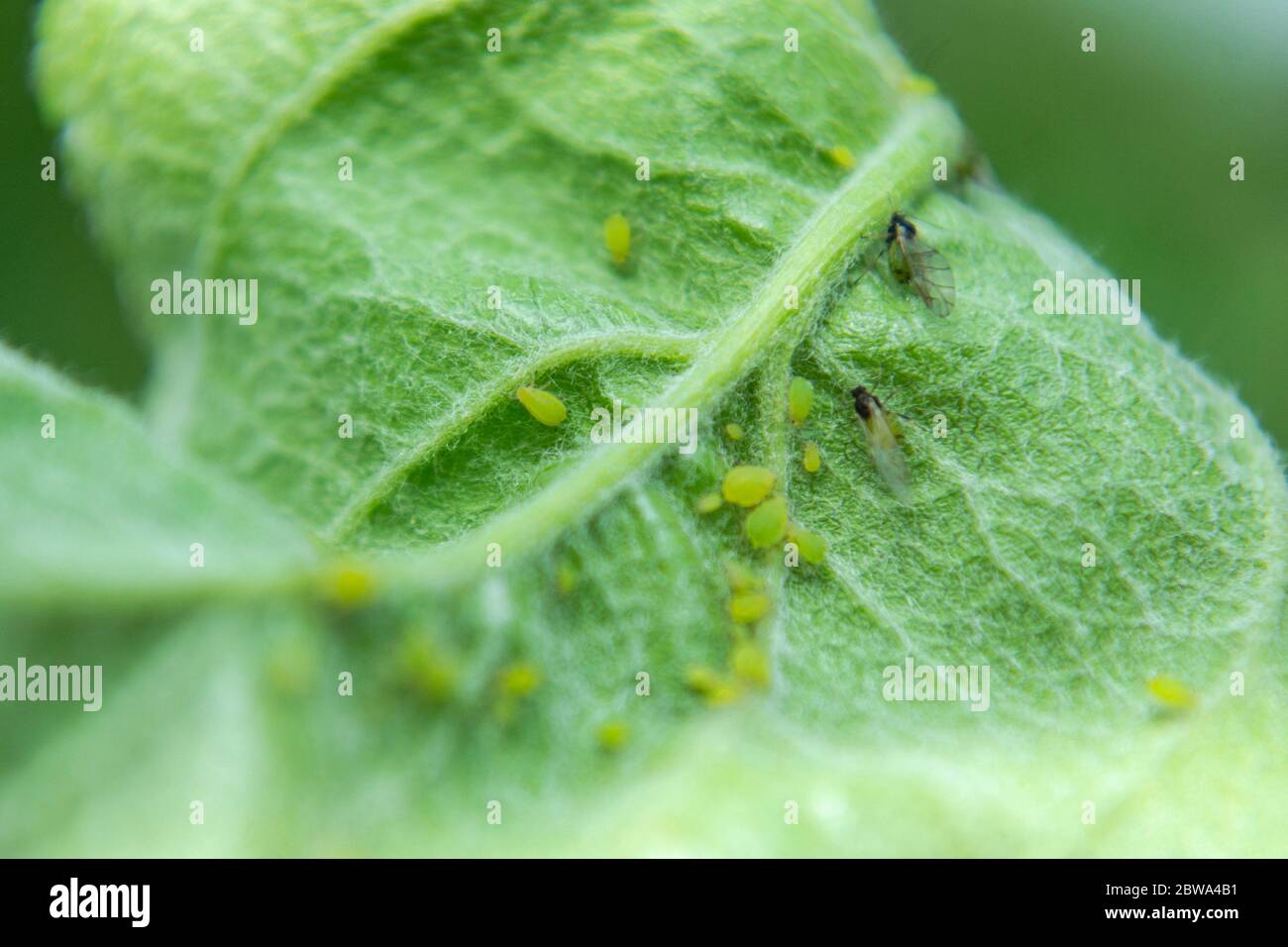 Pucerons verts Banque de photographies et d’images à haute résolution ...