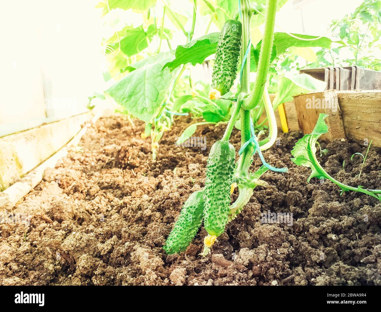 Jeunes fruits frais de concombre cultivés en champ ouvert. Plantations ...