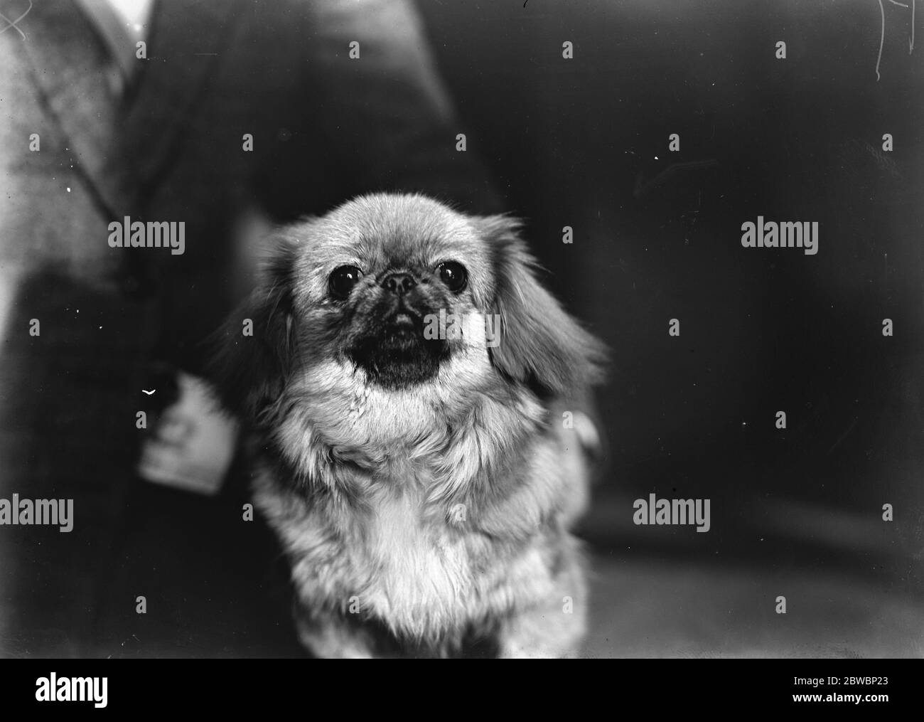 Spectacle de championnat de club pékinois au Royal Horticultural Hall ...