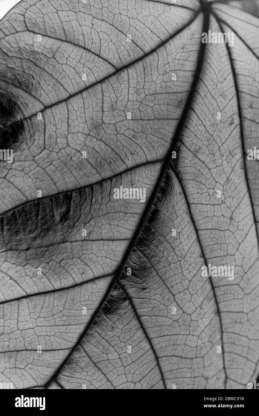 Flores de ilustración vectorial Banque d'images noir et blanc - Alamy