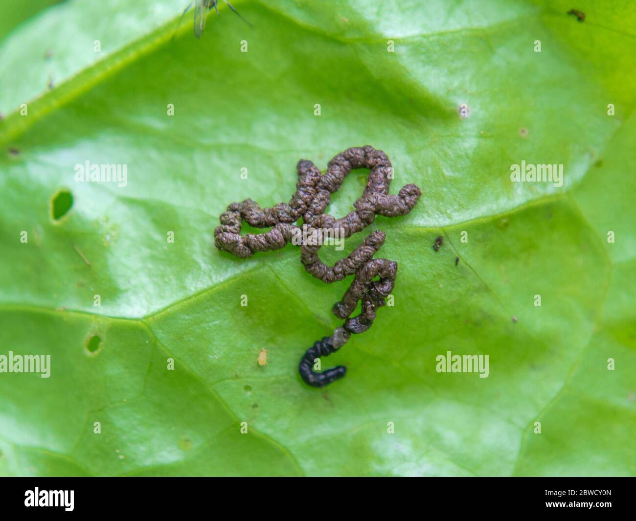 Gros plan des excréments d'escargot sur la salade verte dans le jardin ...