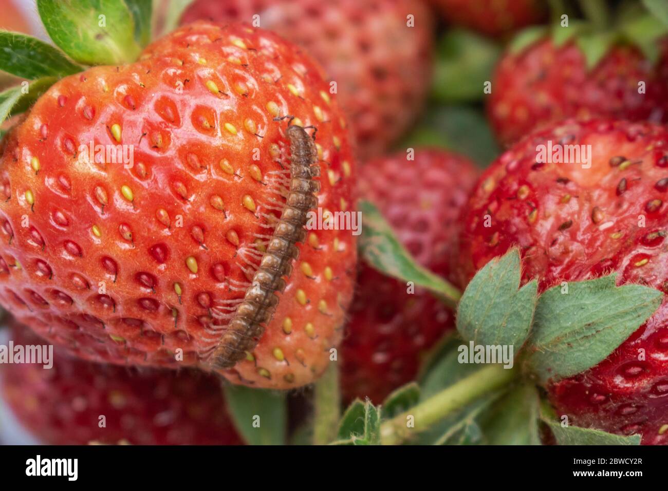 Ravageur des fraises Banque de photographies et d’images à haute ...