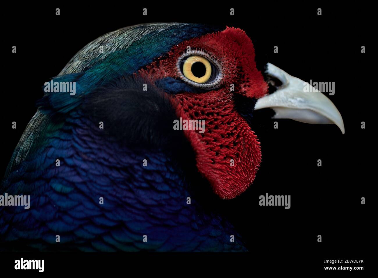 Faisan noir Banque de photographies et d’images à haute résolution - Alamy