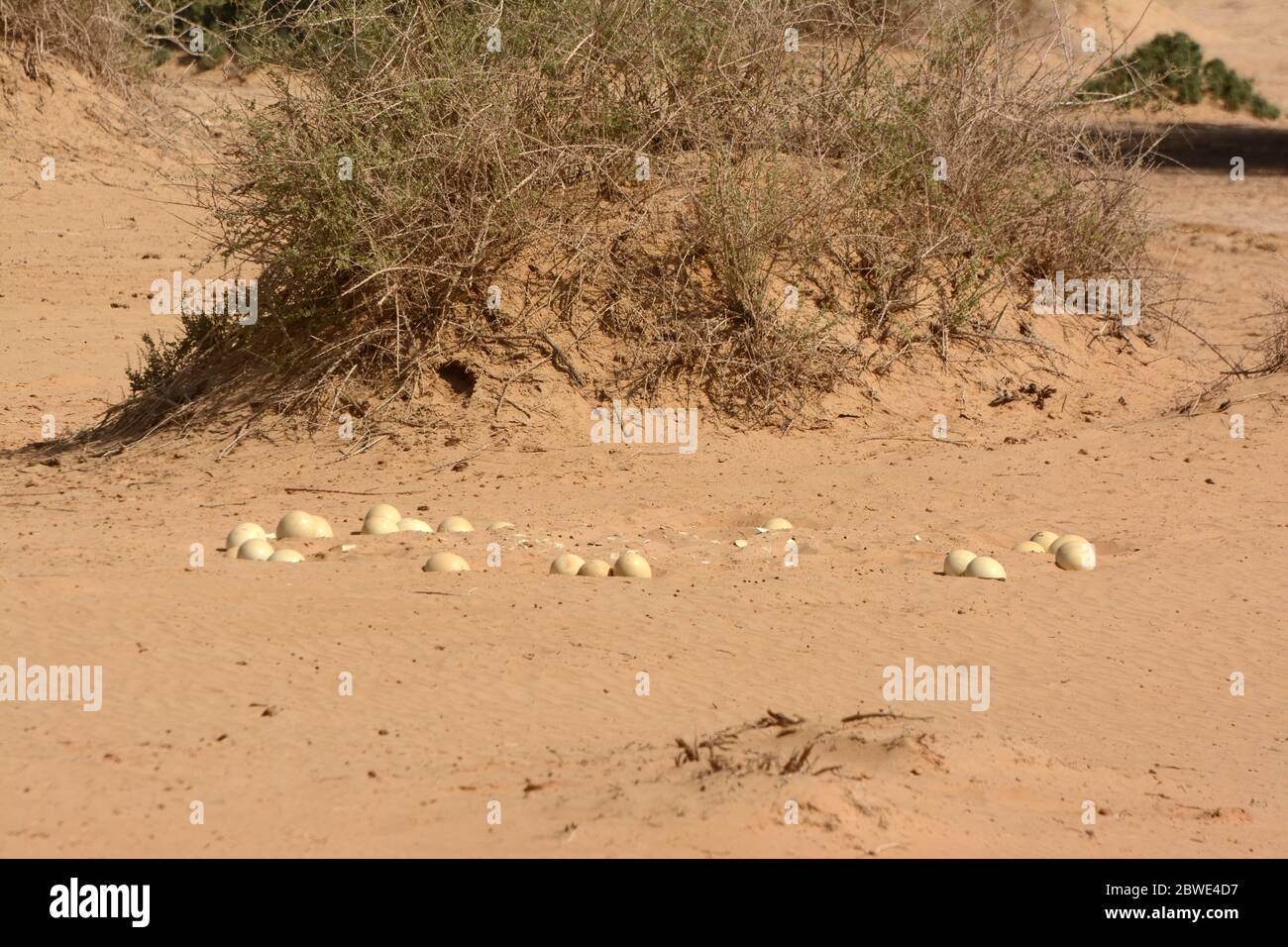 Autruche dans le désert Banque de photographies et d’images à haute ...