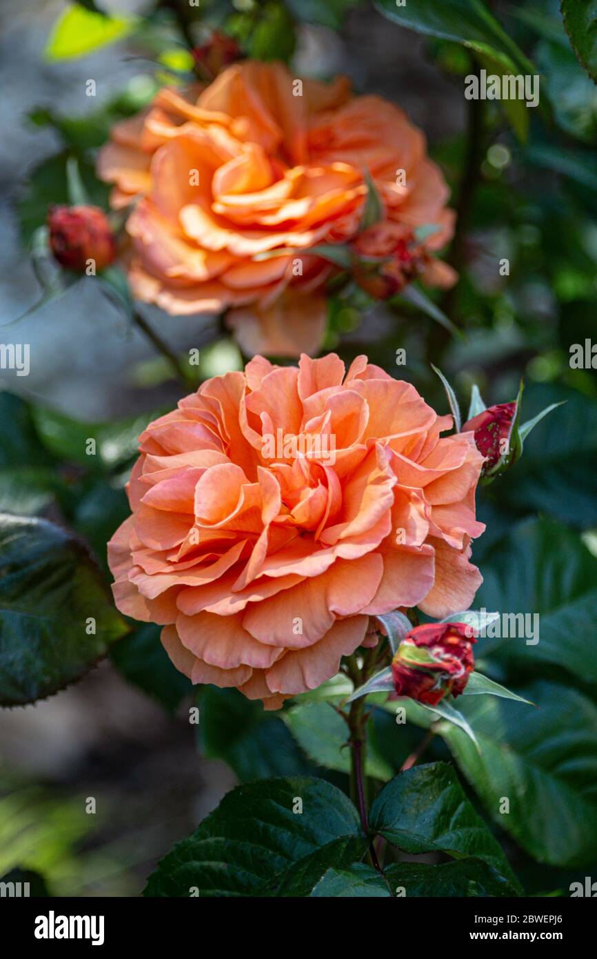 Rosa tatton Banque de photographies et d’images à haute résolution - Alamy