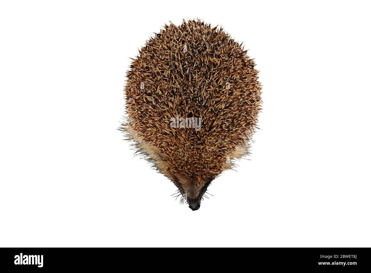 Especies animales protegidas Banque d'images détourées - Alamy