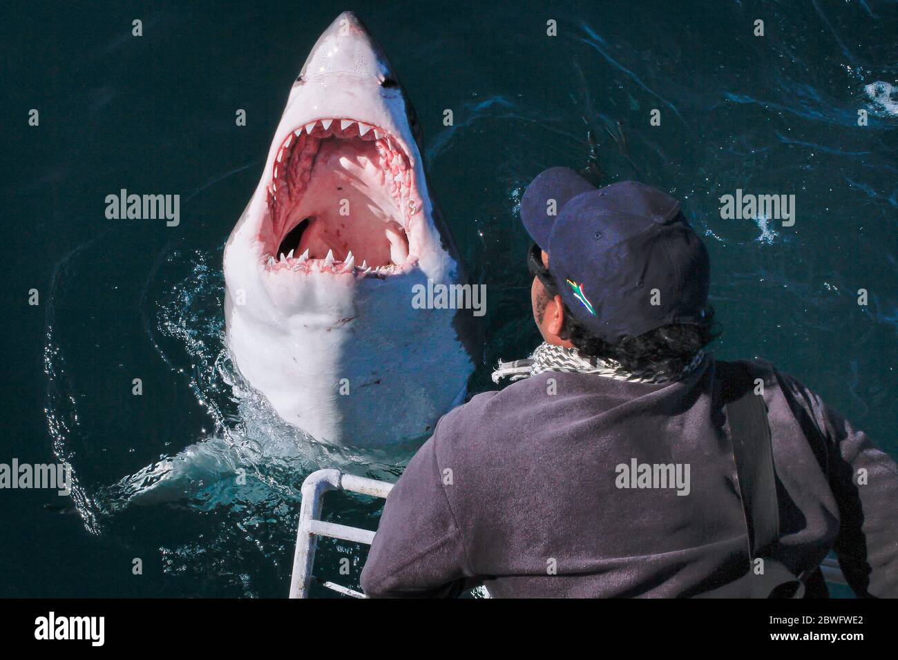 Dangerous fish Banque de photographies et d’images à haute résolution ...