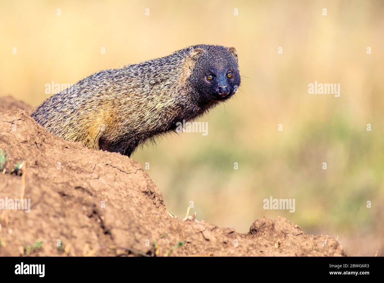 Atilax paludinosus Banque de photographies et d’images à haute ...