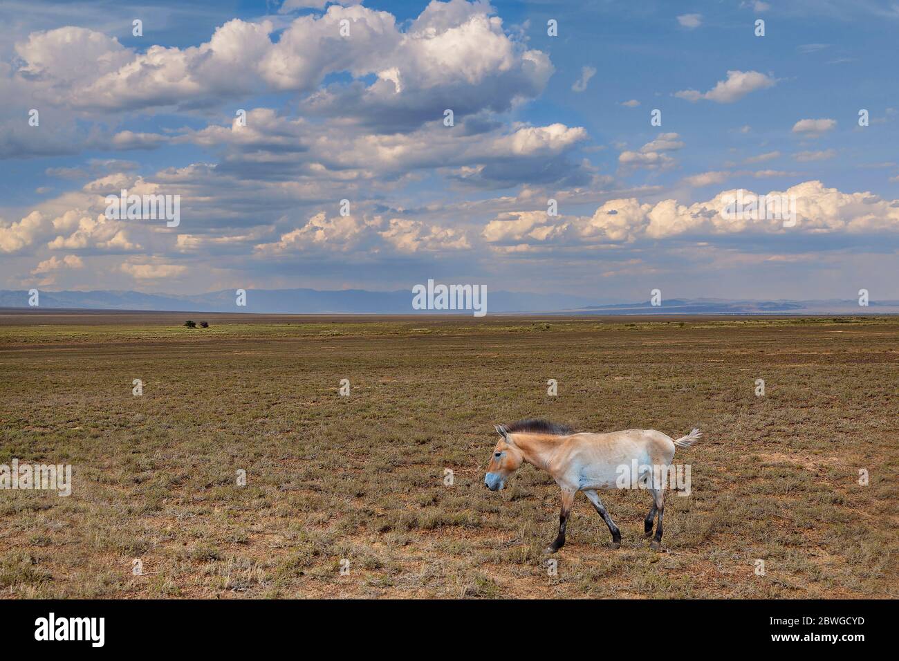 Steppes mongoles Banque de photographies et d’images à haute résolution ...