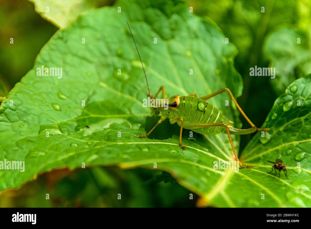Insecte vert Banque de photographies et d’images à haute résolution - Alamy