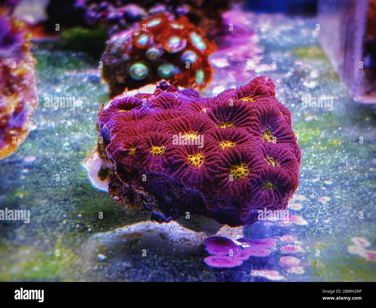 Corail de favia Banque de photographies et d’images à haute résolution ...