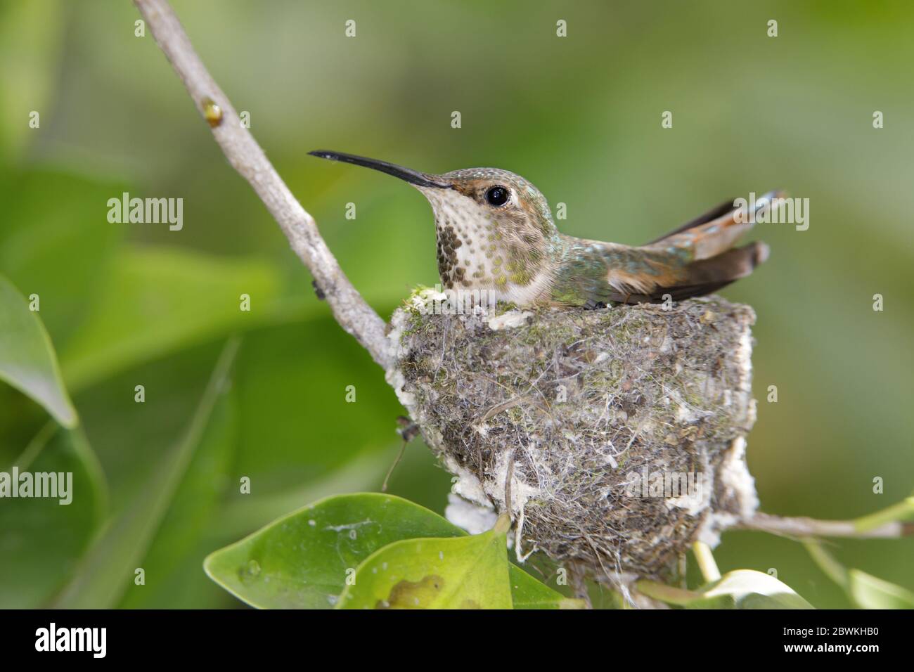 Colibris sur leur nid Banque de photographies et d’images à haute ...