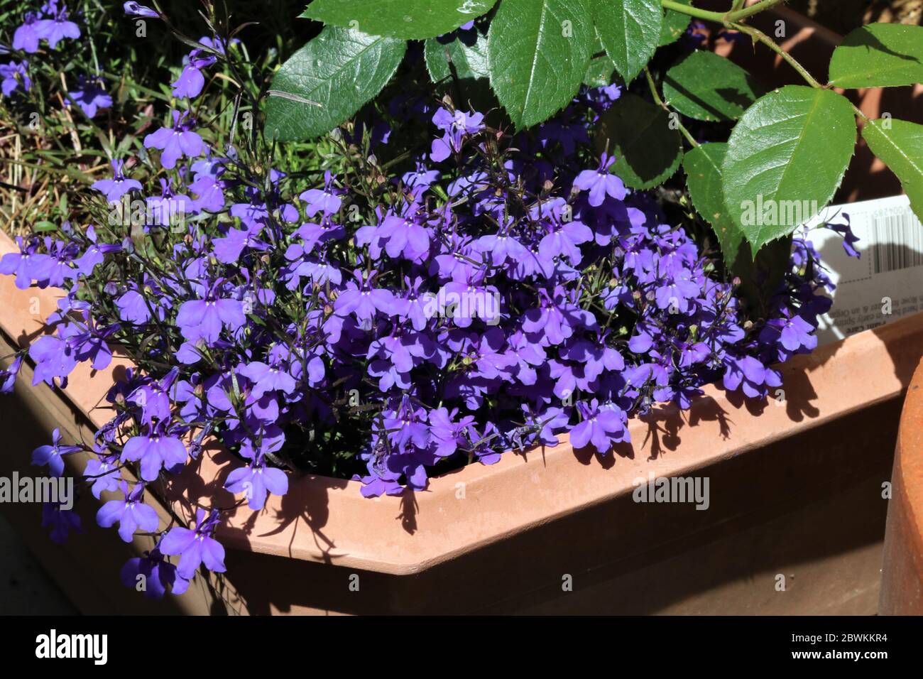 Lobelia pot Banque de photographies et d’images à haute résolution - Alamy
