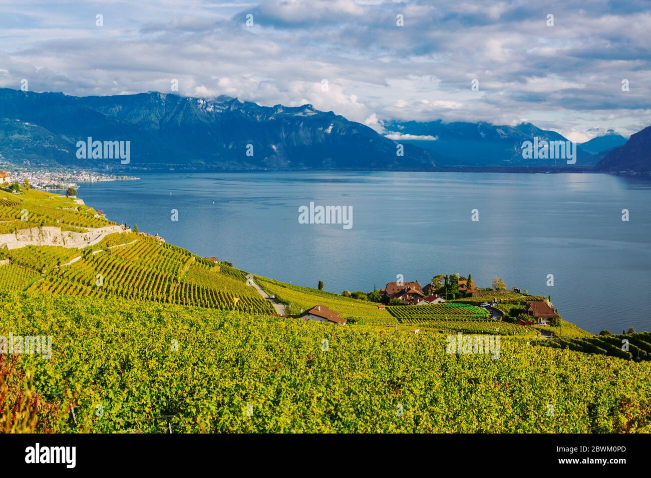 Lavaux, Suisse : Lac Léman et Alpes suisses paysage vu des courses de ...