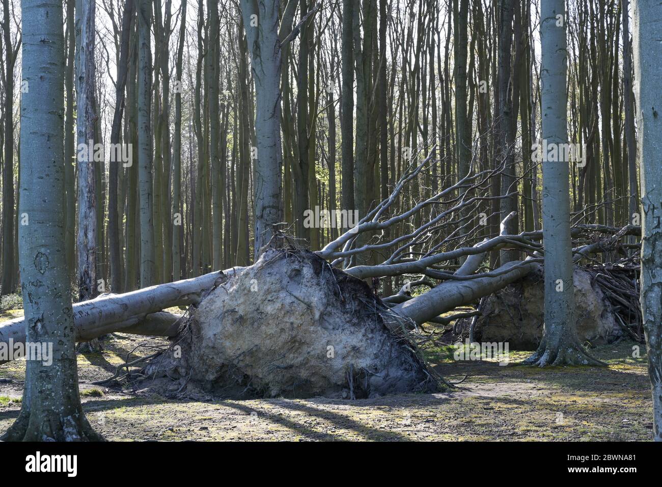 Climat de l'habitat forestier Banque de photographies et d’images à ...
