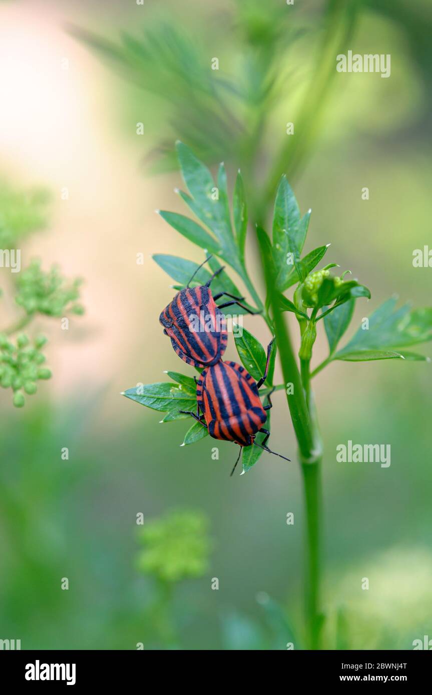 Insectes rouges Banque de photographies et d’images à haute résolution ...