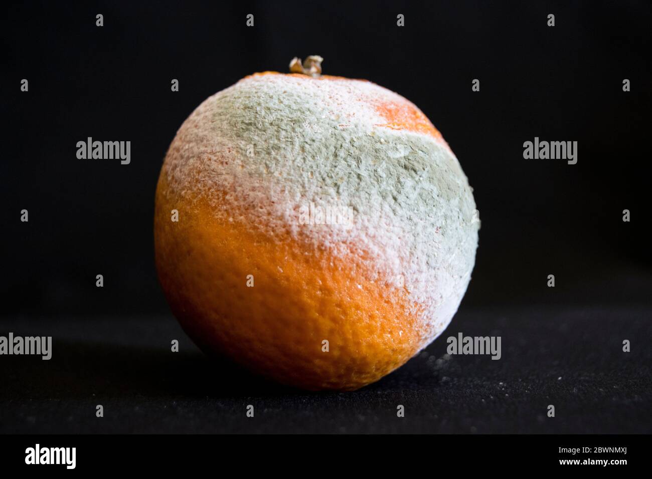 Mouldy orange fruit Banque de photographies et d’images à haute ...