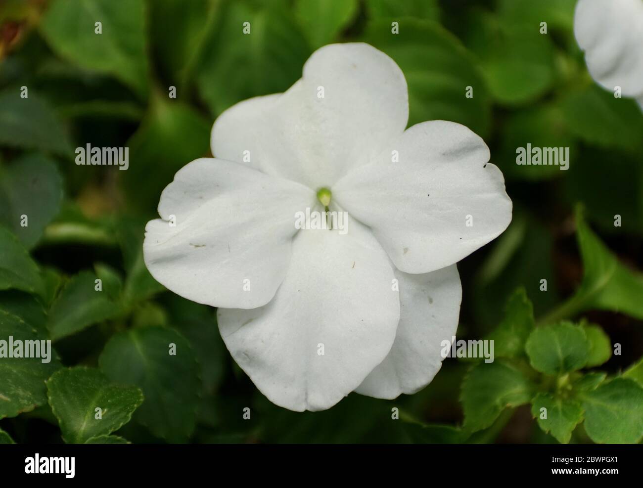 Impatiens flower Banque de photographies et d’images à haute résolution ...