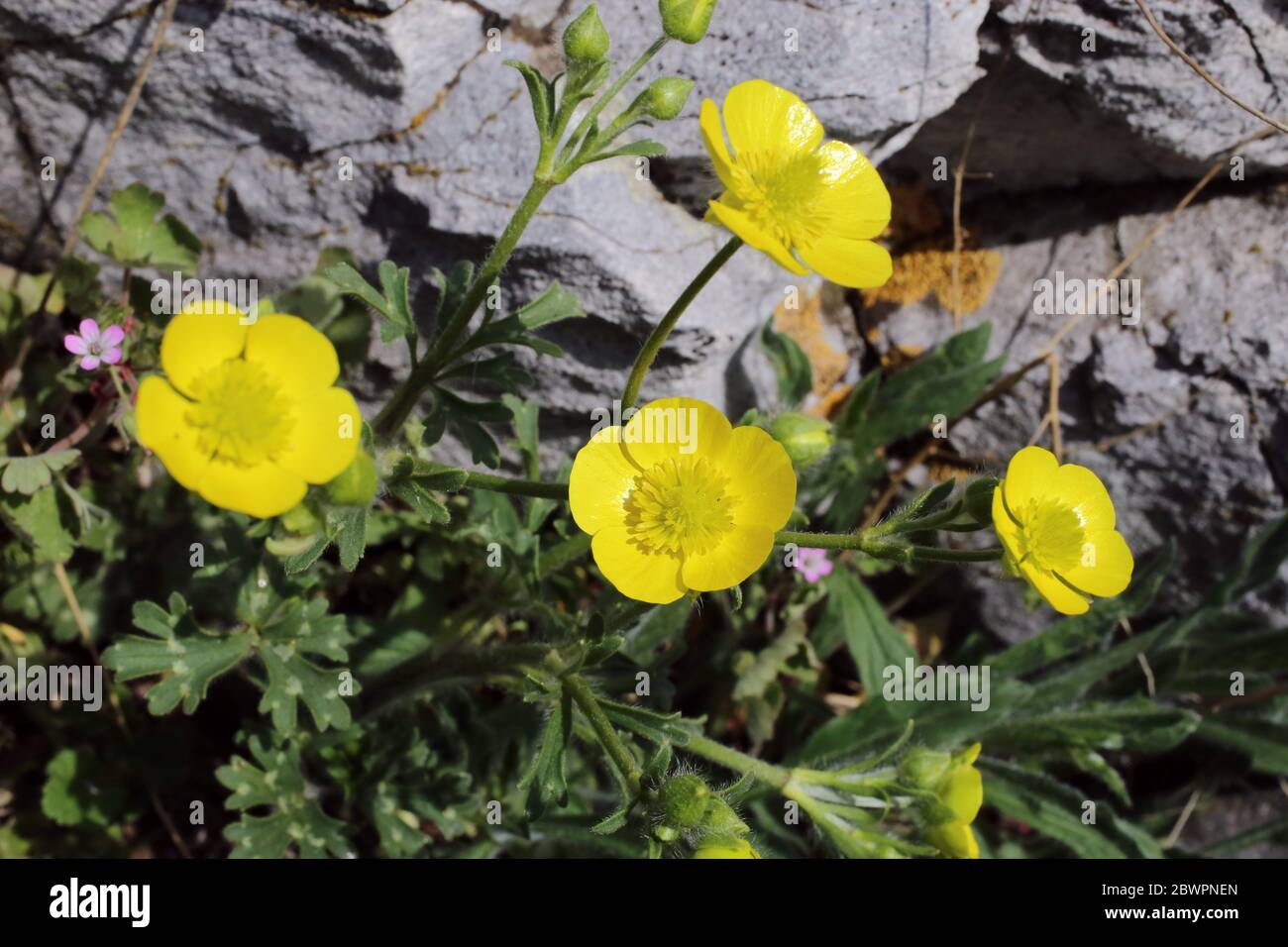 Ranunculus sprunerianus Banque de photographies et d’images à haute ...