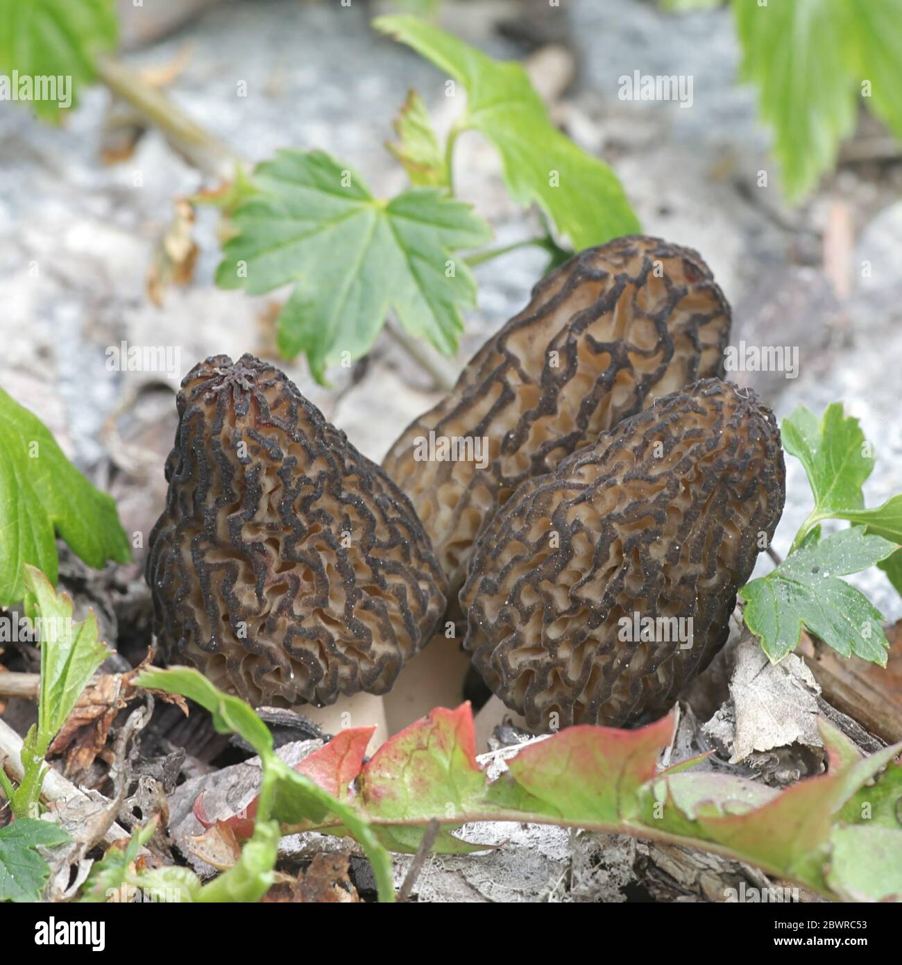 Champignons comestible Banque de photographies et d’images à haute ...
