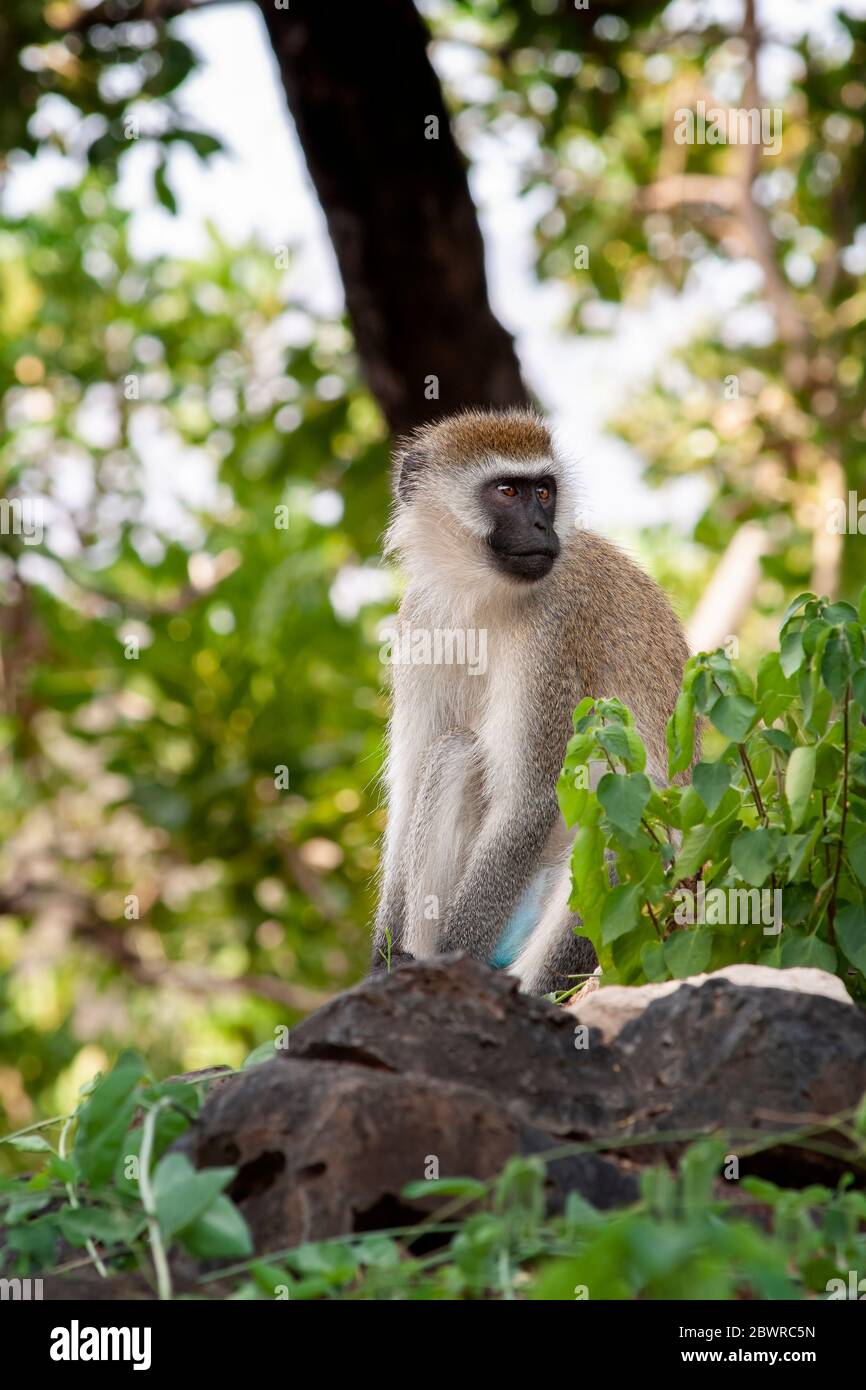 Vervet bleu Banque de photographies et d’images à haute résolution - Alamy