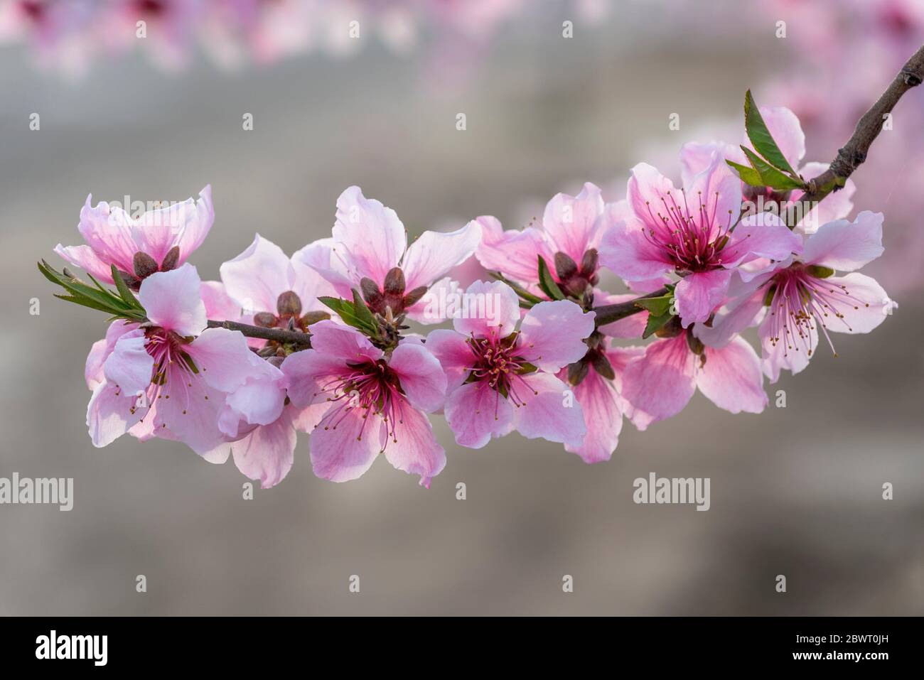 Arbre fruitier Banque de photographies et d’images à haute résolution ...