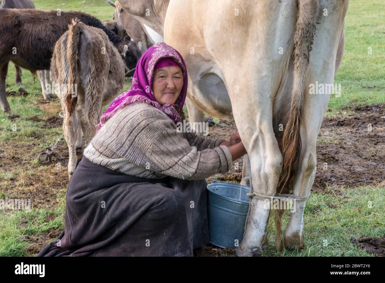 Femme traire une vache Banque de photographies et d’images à haute ...
