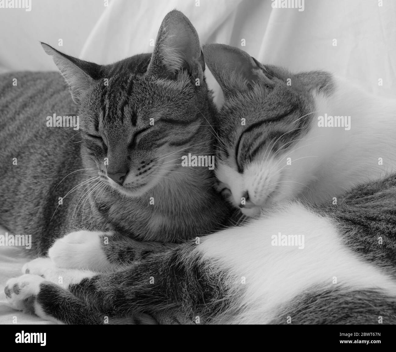 Boa vista cap vert Banque d'images noir et blanc - Alamy