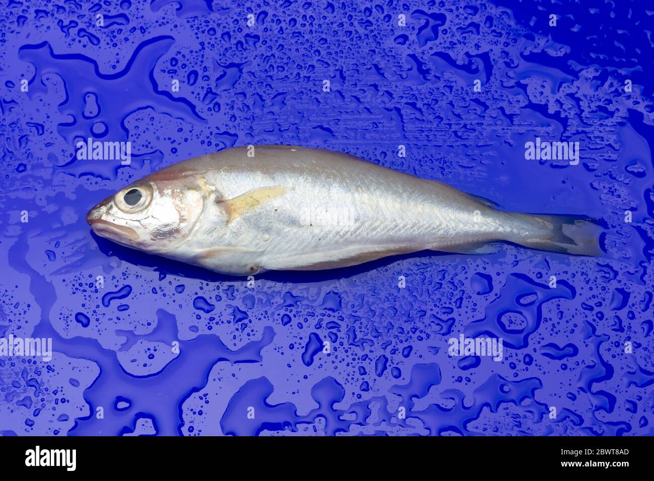 Poisson merlan bleu Banque de photographies et d’images à haute ...