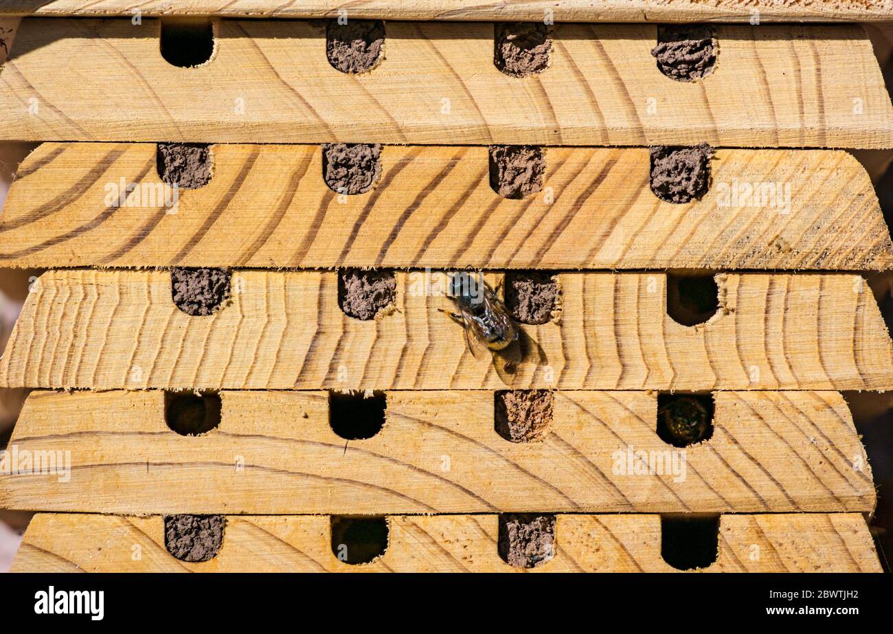 Abeille mason, Osmia, faire nid et remplir trou dans l'insecte en bois ...