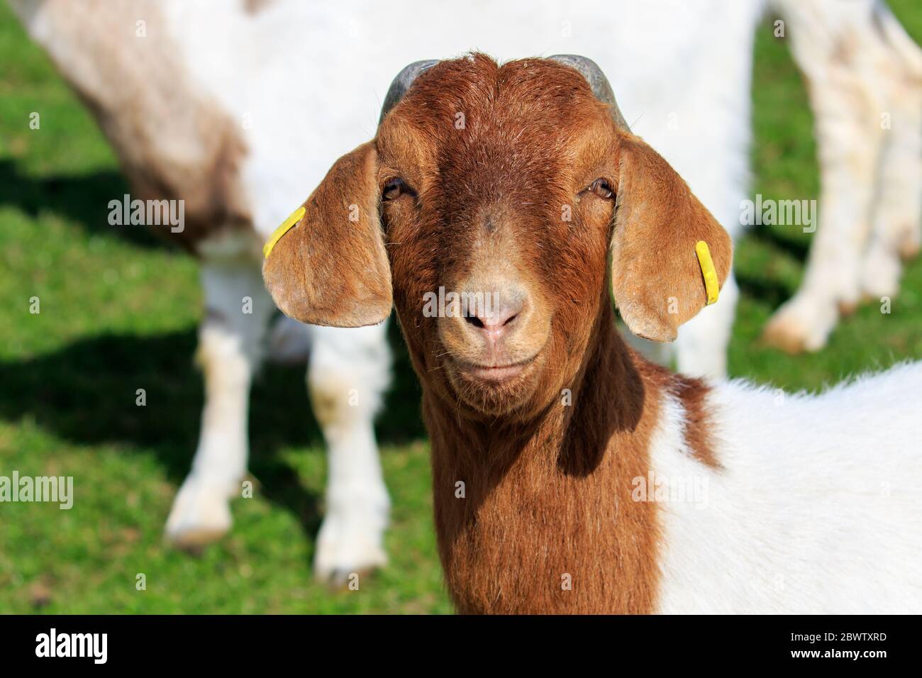 éleveur de chèvre Banque de photographies et d’images à haute ...