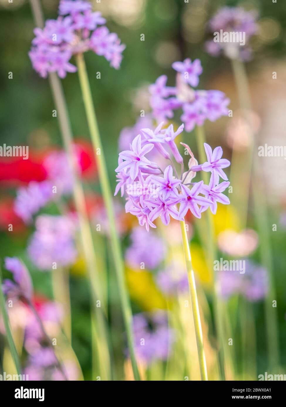 Jacinthe Rose Banque d'image et photos - Alamy